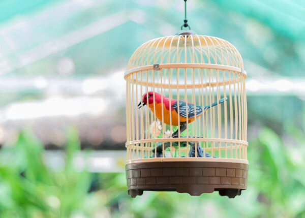 Birdcage Placement: A Comprehensive Guide in Setting Up Cages