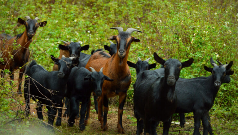 Spanish Goats: A Comprehensive Breed Profile