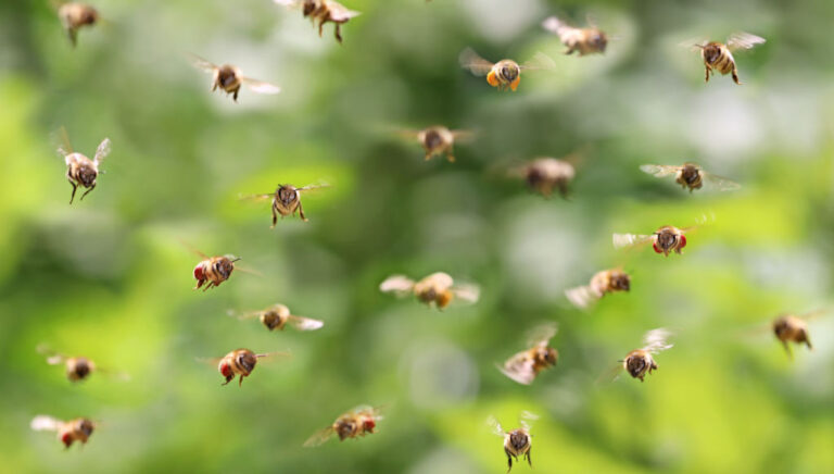 Types of Bees You Need to Know About - The Happy Chicken Coop