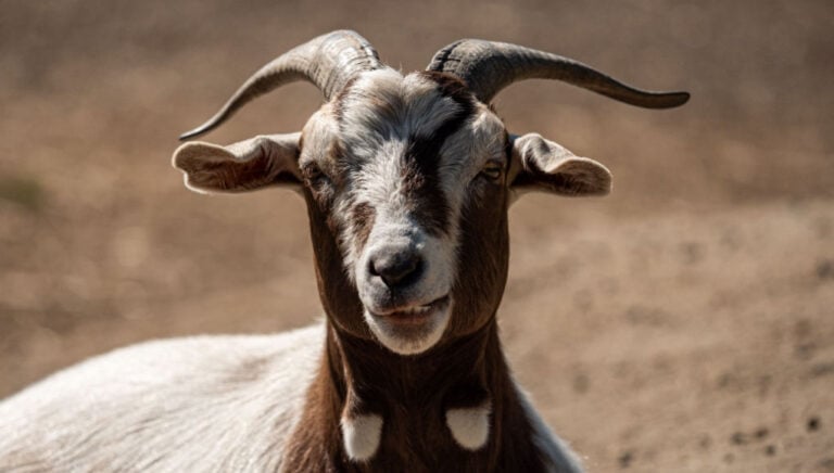 Why Goats Grind Their Teeth - The Happy Chicken Coop