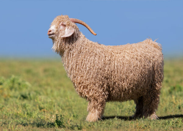 7 Best Goats for Clearing Brush and How to Raise Them
