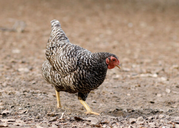 17 Gorgeous Black and White Chickens You Can Add to Your Flock