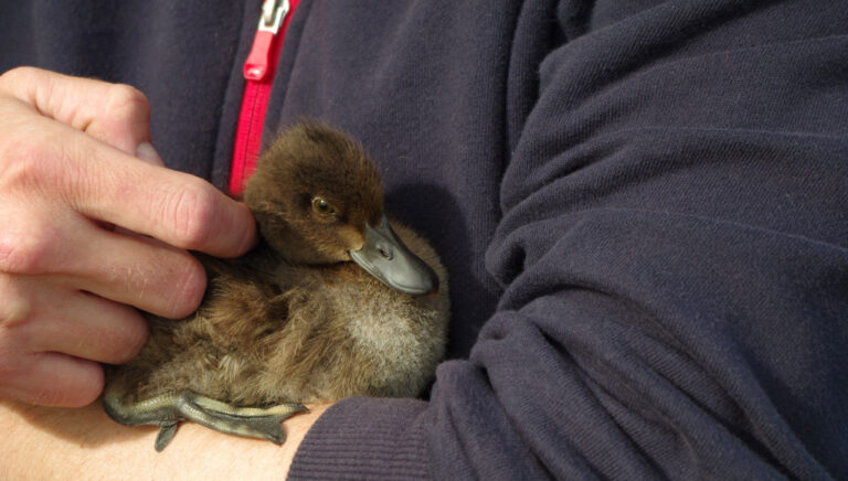 How to Tell If a Duck Likes You: 8 Ways A Duck Shows Affection