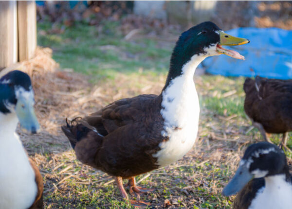 How to Tell If a Duck Likes You: 8 Ways A Duck Shows Affection