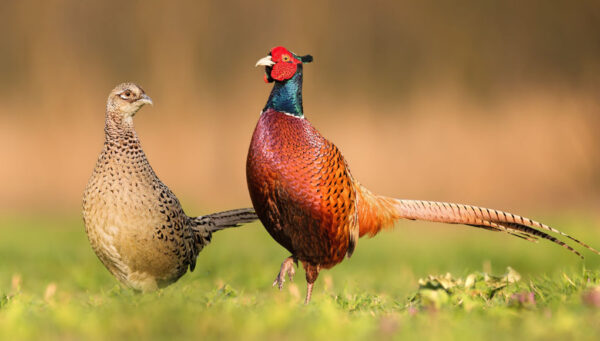 Raising Quails vs. Pheasants - The Happy Chicken Coop