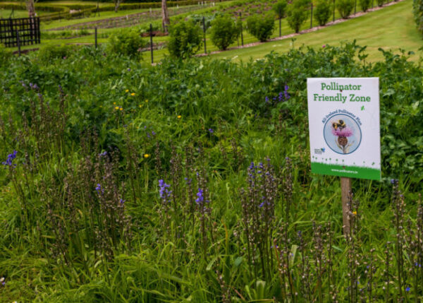 How To Make a Bee Garden: 20 Tips for a Bee-Friendly Habitat