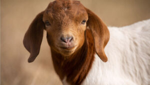Top 11 Quietest Goat Breeds - The Happy Chicken Coop