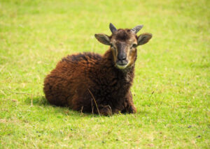 Maasai Red Sheep: Everything You Need to Know