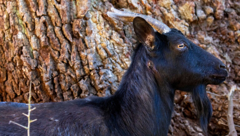 Black Bengal Goat: Characteristics, Feeding & Health