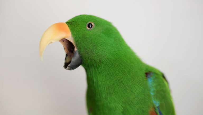 Dealing With Screaming in Birds - The Happy Chicken Coop