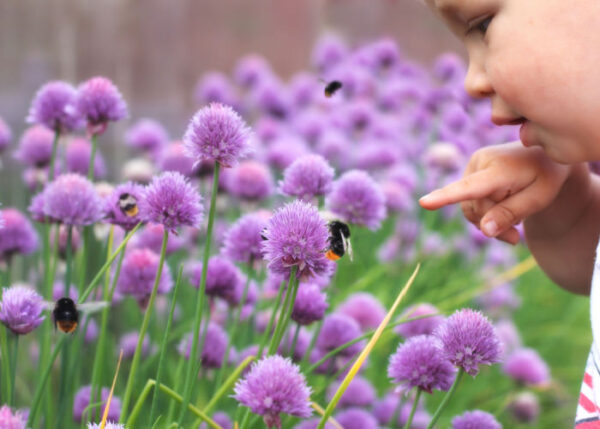 How To Make a Bee Garden: 20 Tips for a Bee-Friendly Habitat