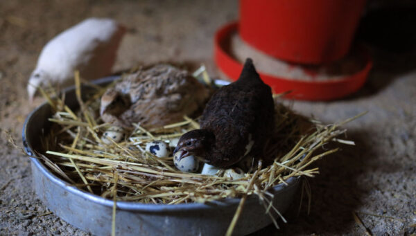 Quail Lice: Diagnosis, Prevention, and Treatment