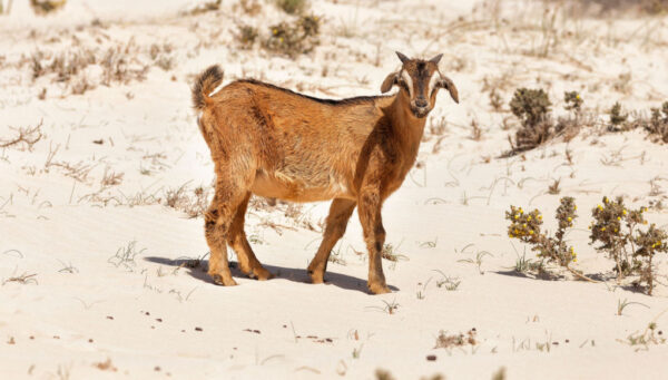 Maasai Red Sheep: Everything You Need to Know