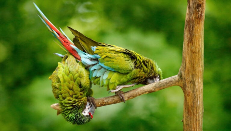 28 Parrot Behavior That Are Completely Normal 28-parrot-behavior-that-are-completely-normal