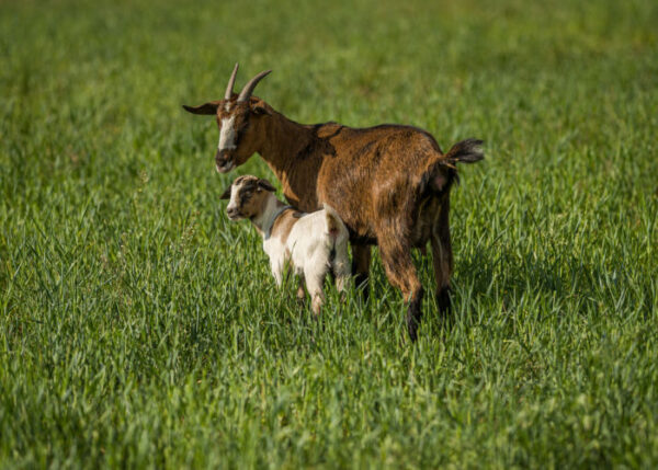 Sable Goat Breed: Traits, Health & Feeding - The Happy Chicken Coop