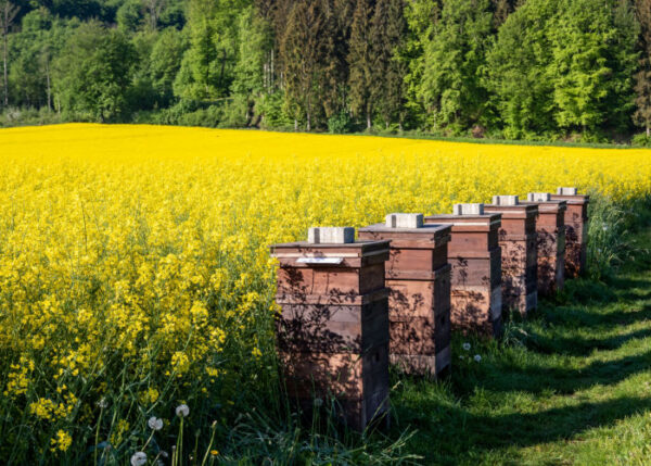 How to Start a Beehive for Honey: A Comprehensive Guide