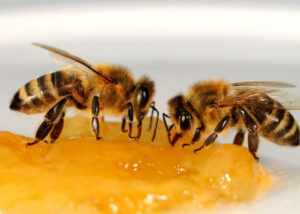 Honey Bees: Overview of Types, Life Cycle, Behavior and More