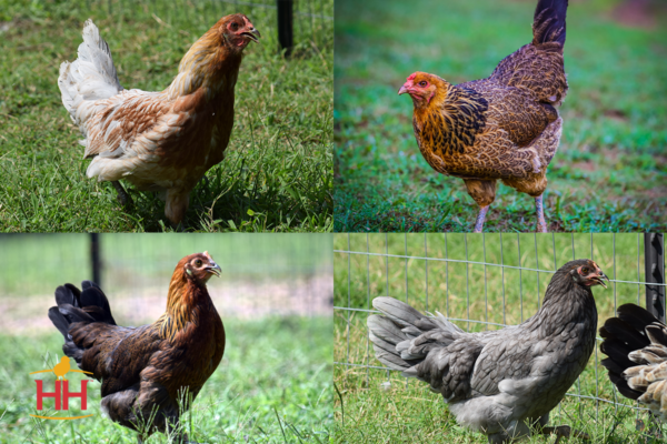 6 Best Hybrid Chicken Breeds The Happy Chicken Coop