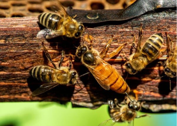 How to Start a Beehive for Honey: A Comprehensive Guide