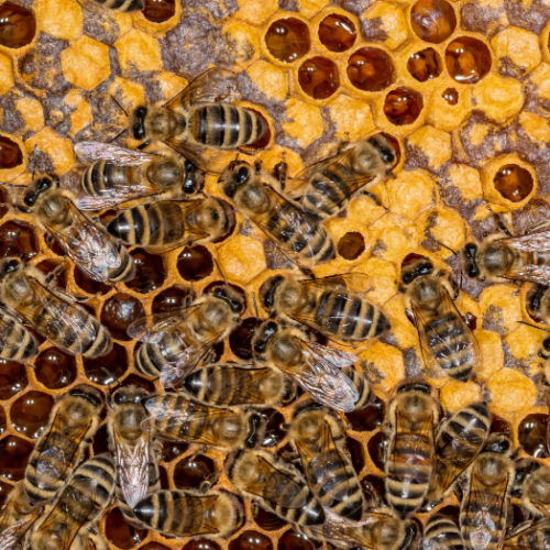 How to Start a Beehive for Honey: A Comprehensive Guide
