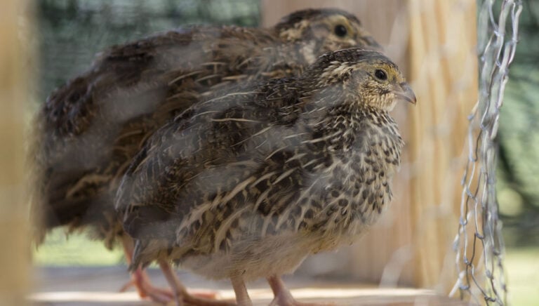 Quail Care Archives - The Happy Chicken Coop