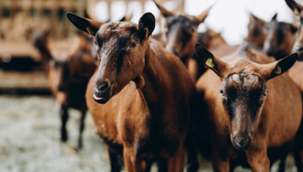 17 Brown Goat Breeds - The Happy Chicken Coop