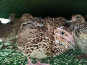 Raising Quails Indoors (And What You Need to Know)