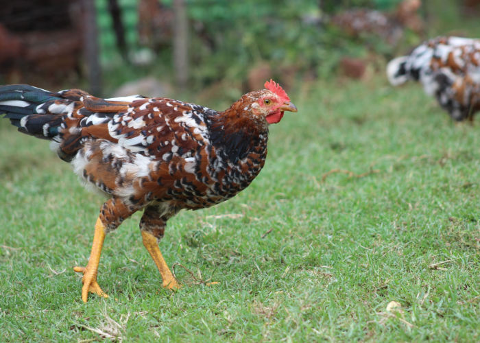 31 Best Desert Chicken Breeds - The Happy Chicken Coop