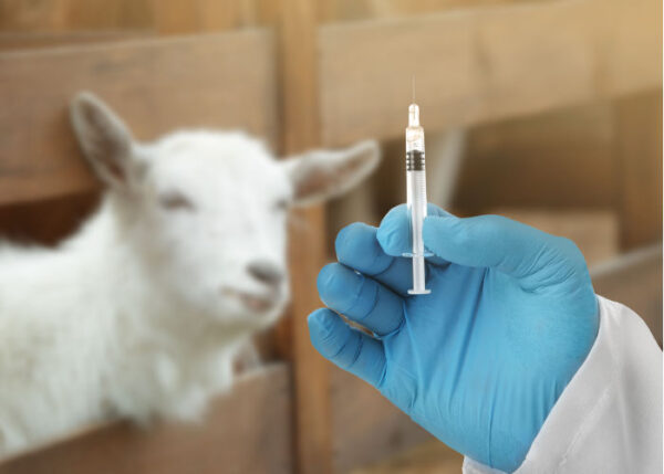 Pneumonia in Goats: The Causes, Signs, Treatment & Tips