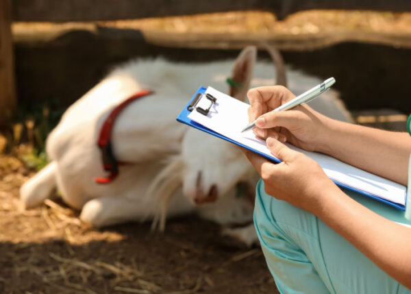 Pneumonia in Goats: The Causes, Signs, Treatment & Tips