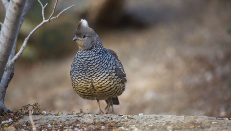 Blue Scale Quail: Traits, Care & Health - The Happy Chicken Coop