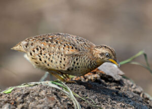 Button Quail: Characteristics, Care & Health