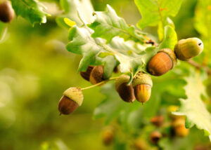 Can Chickens Eat Acorns? - The Happy Chicken Coop