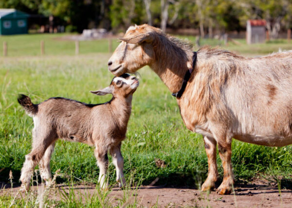 How to Separate Baby Goats from Mother