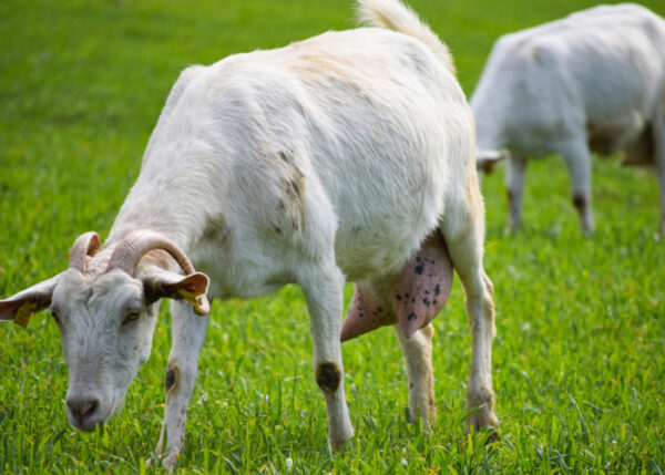 10 Exotic Goat Breeds You Should Know About