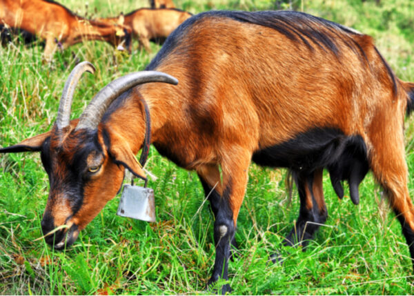 10 Exotic Goat Breeds You Should Know About