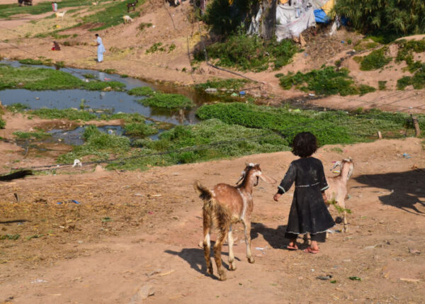 Most Heat and Cold Hardy Goat Breeds