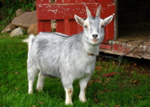 Most Heat and Cold Hardy Goat Breeds