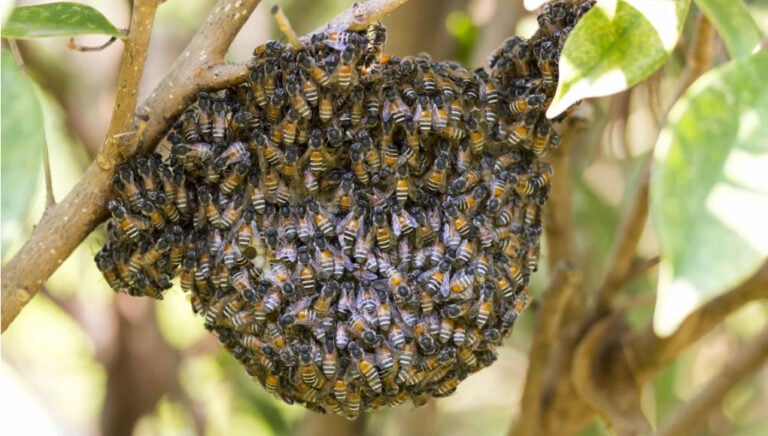 How to Get Rid of a Bee's Nest?