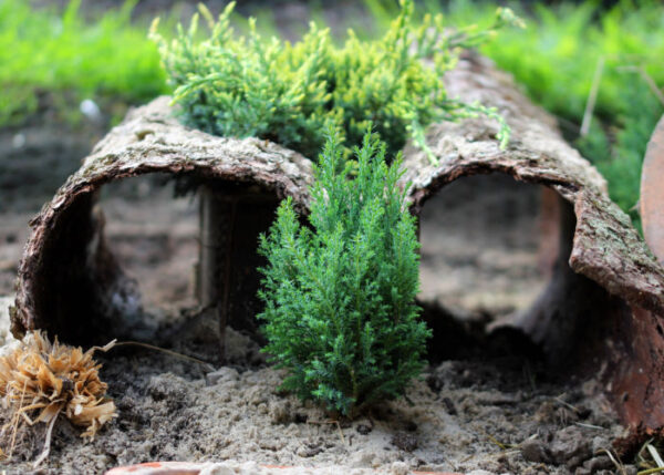 10 Boredom Busters for Quails To Keep Them Entertained