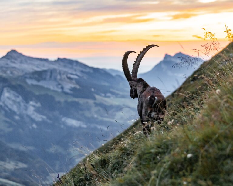 Weird Goat Breeds: Meet These Unusual Looking Goats!