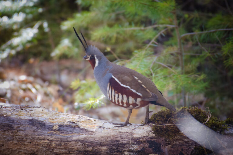 Mountain Quails: Everything You Need to Know - The Happy Chicken Coop