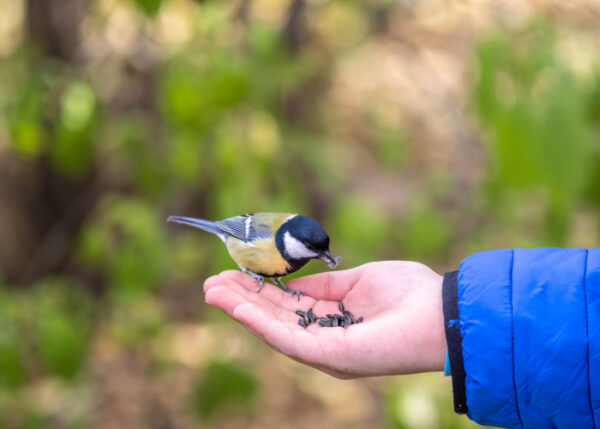Supplements for Birds: A Comprehensive Buying Guide