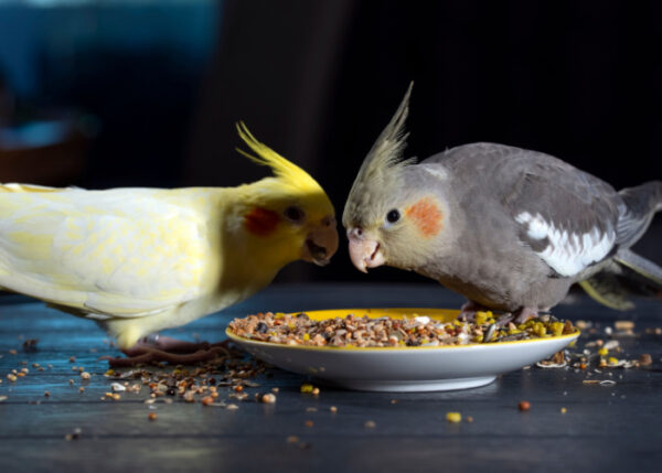 Supplements for Birds: A Comprehensive Buying Guide