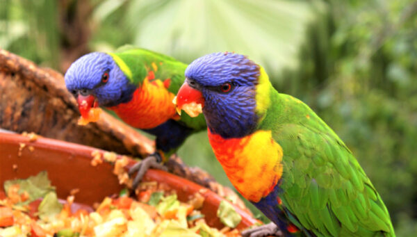 Supplements for Birds: A Comprehensive Buying Guide