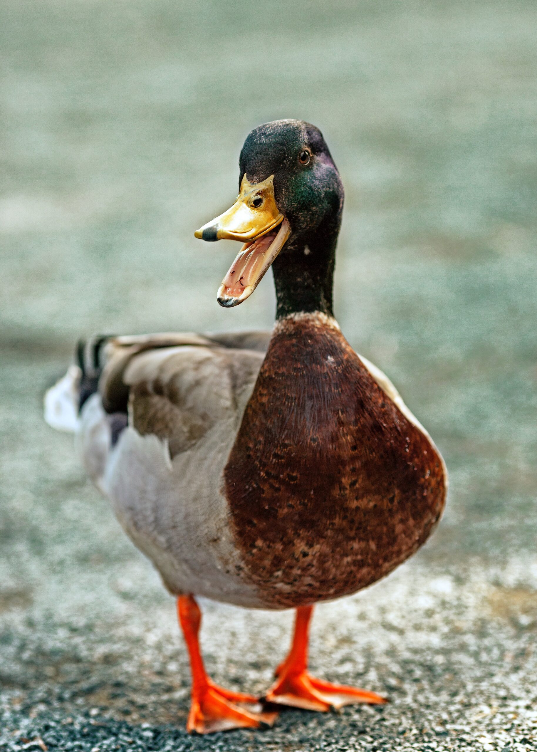 Do Ducks Get Stressed? (Signs, Causes, & How to Help) - The Happy ...