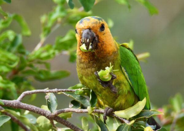 Supplements for Birds: A Comprehensive Buying Guide