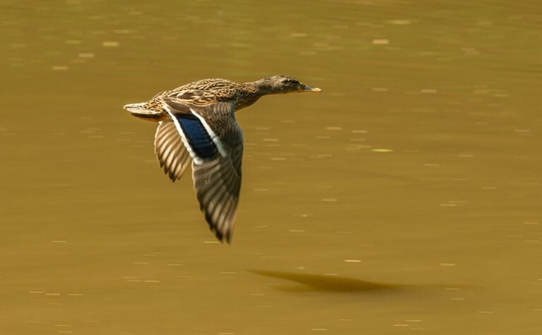 Clipping a Duck’s Wings: Importance + Step-by-Step Guide - The Happy ...