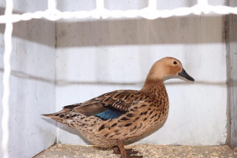 Elizabeth Duck Breed Profile - The Happy Chicken Coop