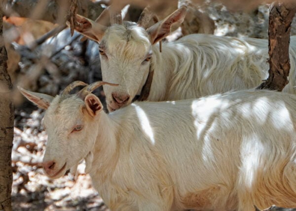 Heat Stroke in Goats: Signs, Prevention & Treatment